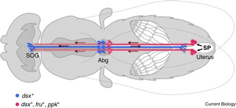 Sexual Behavior How Sex Peptide Flips The Postmating Switch Of Female Flies Current Biology
