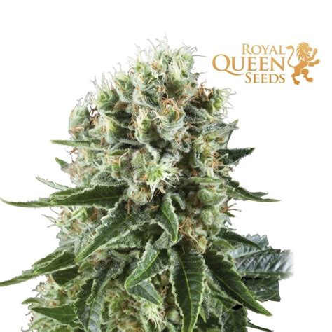 Critical Kush Royal Queen Seeds