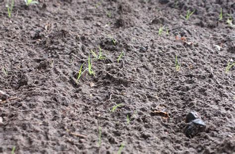 Creating And Maintaining A Lawn