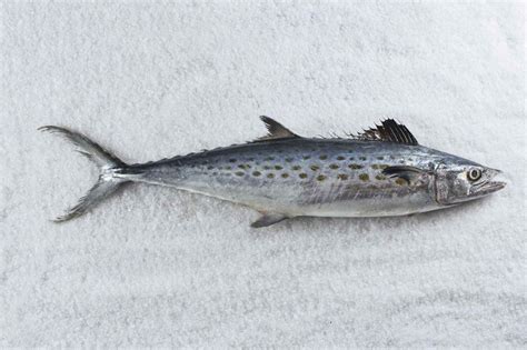 Spanish Mackerel Edible At Jack Belser Blog Spanish Mackerel Edible At Jack Belser Blog