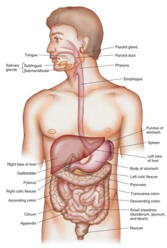 Pharm Gi Flashcards Quizlet