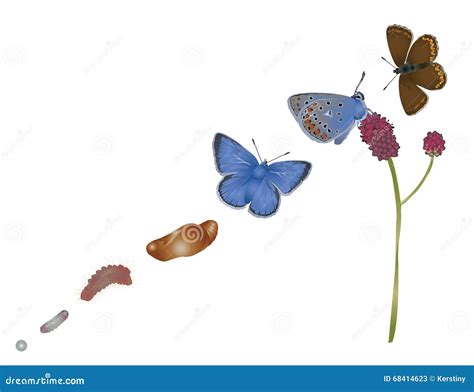 Life Cycle Of Common Blue Stock Illustration Illustration Of