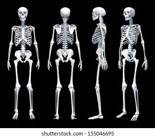 86238 Front View Side View Human Body Skeleton Royalty Free Images