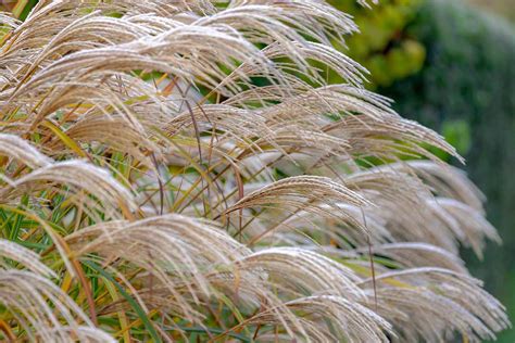 Japanese Ornamental Grass