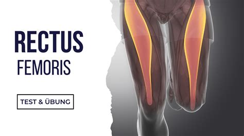 Sep 01 2022 Rectus Femoris Test und Übungen