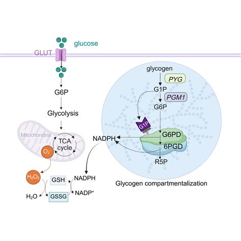 Glycogeen Diagram