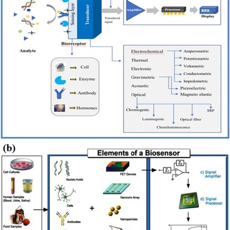 A Schematic Representation Of Biosensor And B Elements Of Biosensor Download Scientific