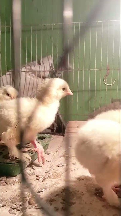 কলম্বিয়ান ব্রাহ্মা মুরগির বাচ্চা Youtube