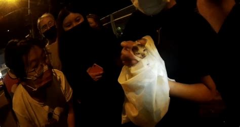 萌貓受困車內喵喵叫｜中市警民搶救大作戰