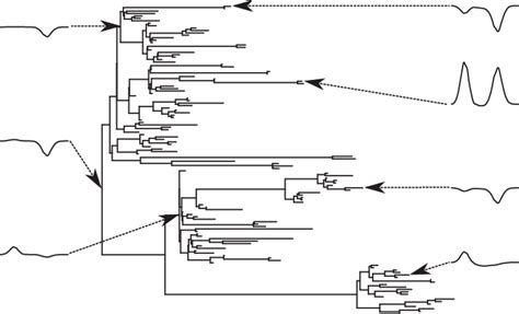The Random Phylogenetic Tree Used And Examples Of The Functionvalued Download Scientific