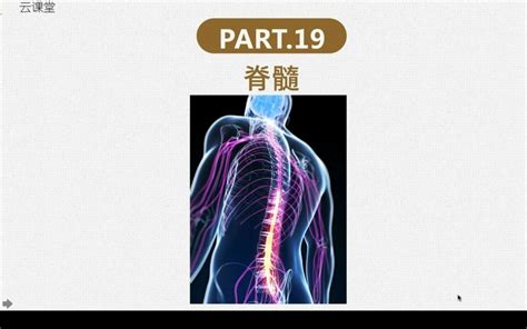 从零开始学解剖 脊髓 Bilibili B站 无水印视频解析——yiuios易柚斯