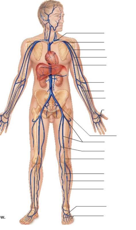Major Veins Of Systemic Circulation Diagram Quizlet