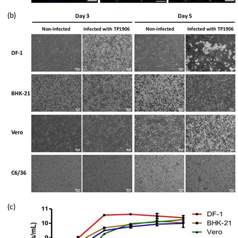 Different Cell Lines Were Permissive To Tmuv Tp1906 Infection A The