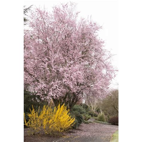 Thundercloud Purple Leaf Plum