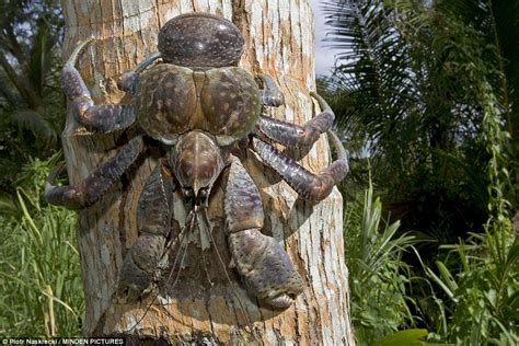 Tourist Dwarfed By Giant Crab In Stunning Holiday Snap Coconut Crab