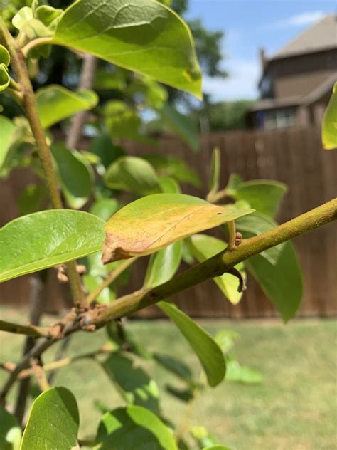 Fuyu Persimmon Help General Fruit Growing Growing Fruit