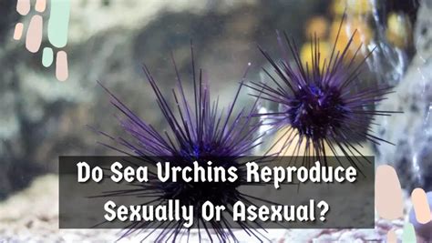 Do Sea Urchins Reproduce Sexually Or Asexually