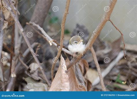 A Common Tailorbird Had Just Left Its Nest On A Dry Branch Alone Stock