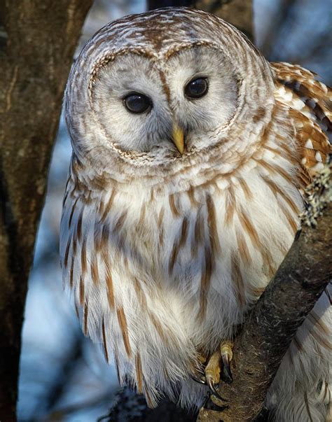 Bard Owl Photograph By Gary Detonnancourt Fine Art America