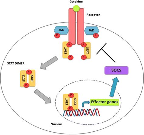 Socs Protein Induction By Jak Stat Signalling When A Cytokine Or