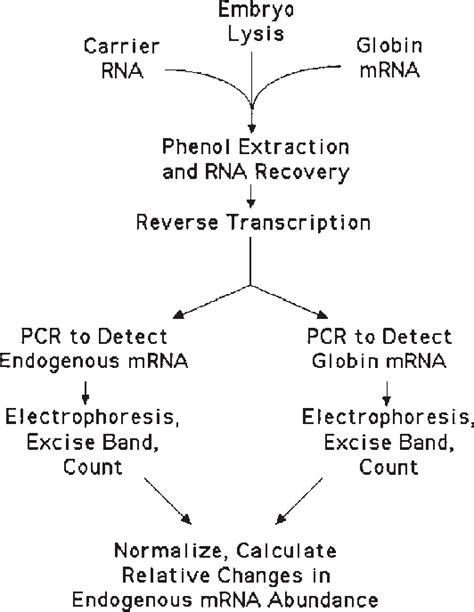 Diagram Summarizing The Semiquantitative Rt Pcr Method Download