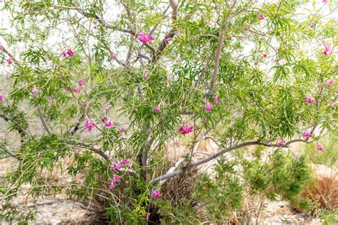 Trees Growing In Desert At Joanne Magana Blog