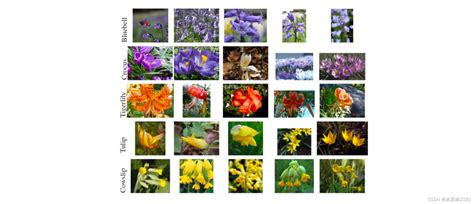 Deep Learning For Computer Vision With Python笔记（3）图像数据集介绍猫狗熊猫的数据集 Csdn博客