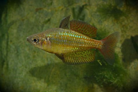 Hybrid Future Interbreeding Can Make Heat Averse Species More