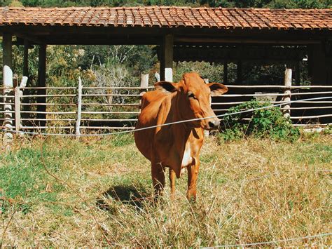 Boi Vaca Rural Foto Gratuita No Pixabay Pixabay