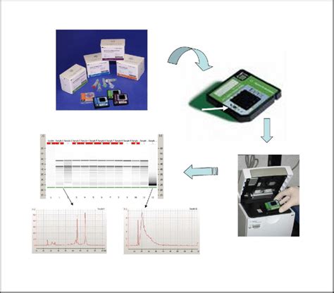 Rna Quality Checking By Bioanalyzer All The Reagent Are Provided In Download Scientific
