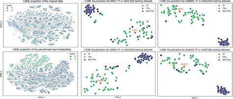 Scgreat Transformer Based Deep Language Model For Gene Regulatory Network Inference From Single