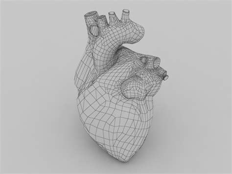 human heart 3d model 3ds max files free download cadnav
