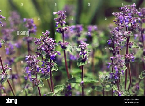 Catnip Plant Purple Flowers Wholesale Usa