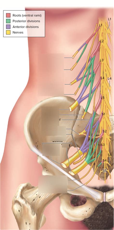 Lumbar And Sacral Plexus Diagram Quizlet