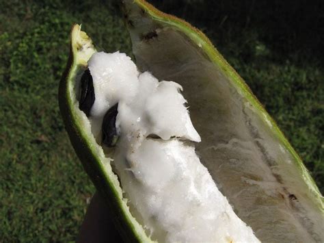 Ice Cream Bean Inga Edulis Benefits Healthier Steps