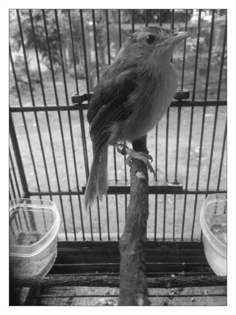 Cgk Ciblek Gunung Kuningan