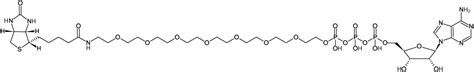 γ Peg8 Atp Biotin Biotin Labeled Adenosines Jena Bioscience