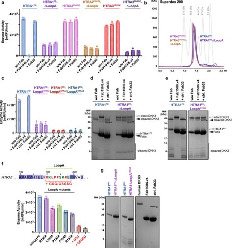 Deletion Or Perturbation Of Loopa Diminishes Catalytic Activity Within Download Scientific
