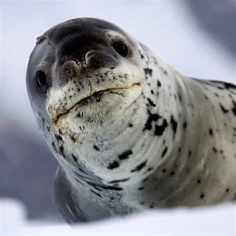 Leopard Seals Antarcticas Apex Predators