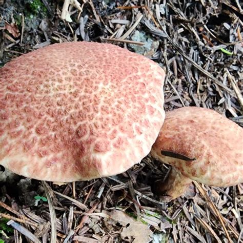 붉은비단그물버섯