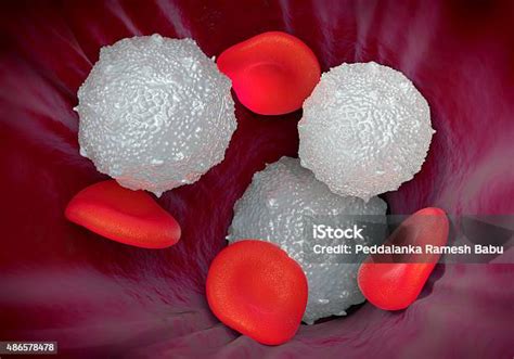 적혈구 활성화 혈소판 및 백혈구 수 2015년에 대한 스톡 사진 및 기타 이미지 2015년 건강관리와 의술 건강에 좋지 않은 음식 Istock