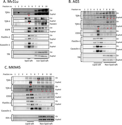 Sucrose Density Gradient Analysis Of Tgf β Receptors In The Plasma