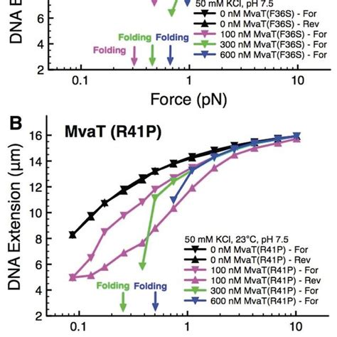 Single Molecule Stretching Experiments Show That Mvat Mutants Are Download Scientific Diagram
