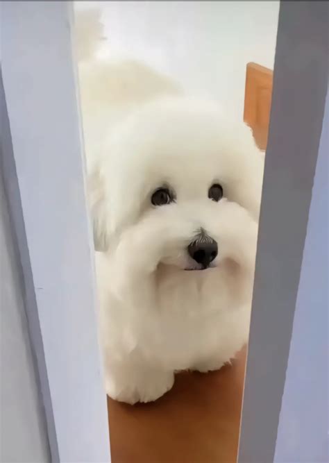 Create A Aba Tierlist Tier List Tiermaker