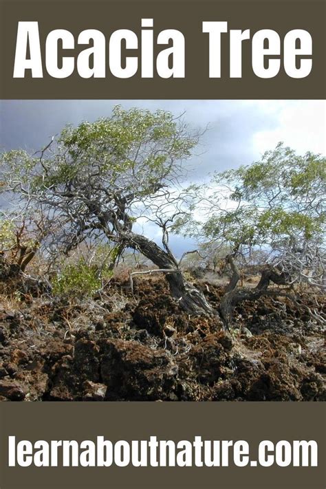 Acacia Tree A Fascinating Genus Of Shrubs And Trees