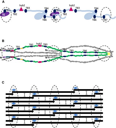 Dissecting The Fibrillin Microfibril Structural Insights Into Organization And Function Structure