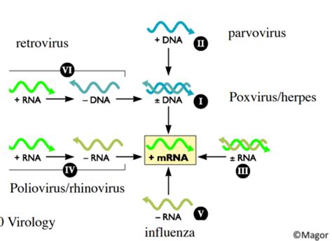 T5 Polio Replication Flashcards Quizlet