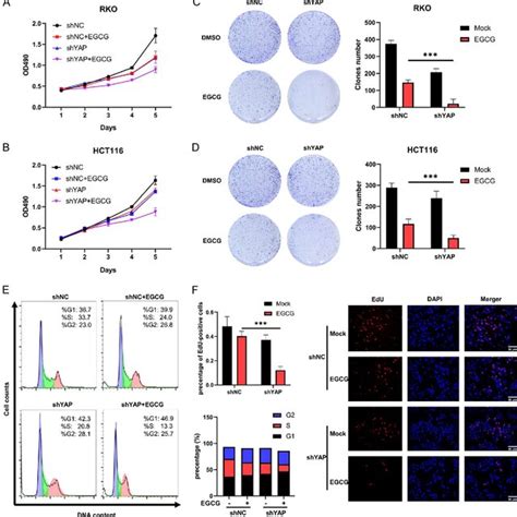 Yap Knockdown Sensitizes Colorectal Cancer Cells To Egcg Partly Through Download Scientific