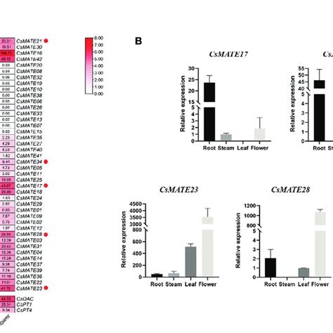 Expression Of Csamtes And Cannabinoid Biosynthetic Genes A Download Scientific Diagram