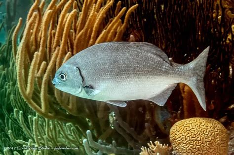 Kyphosus Sectatrix Fakta Føde Habitat Og Billeder På Animaliabio